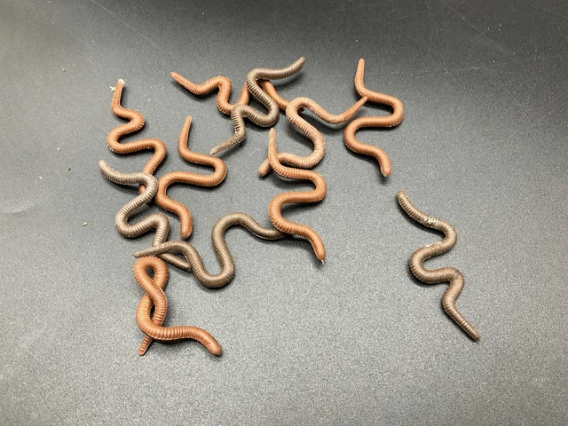 JIGGLER WORM WORMS 60s Made In Hong Kong Rare Lot #JP EUR 19,00 ...