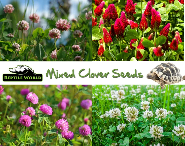 REPTILE WORLD MIXED Clover Seeds - Tortoise Food Growing Seed, 10g ...