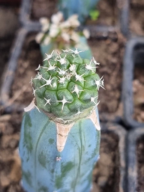 MAMMILLARIA ARIOCARPUS AZTEKIUM astrophytum echinopsis turbinicarpus ...