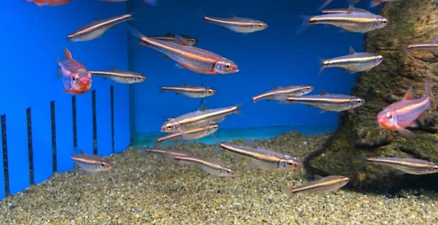RAINBOW SHINER TEMPERATE Fish - Notropis Chrosomus - Peaceful £7.27 ...