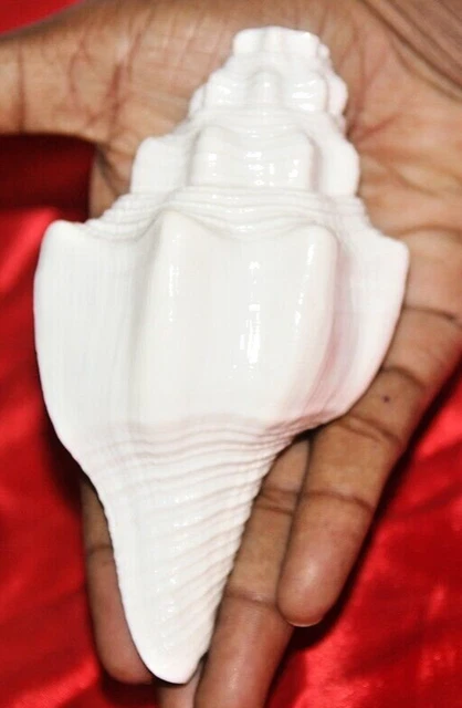 VINTAGE DAKSHINAVARTI LORD Krishna Puja Worship White Conch Right ...