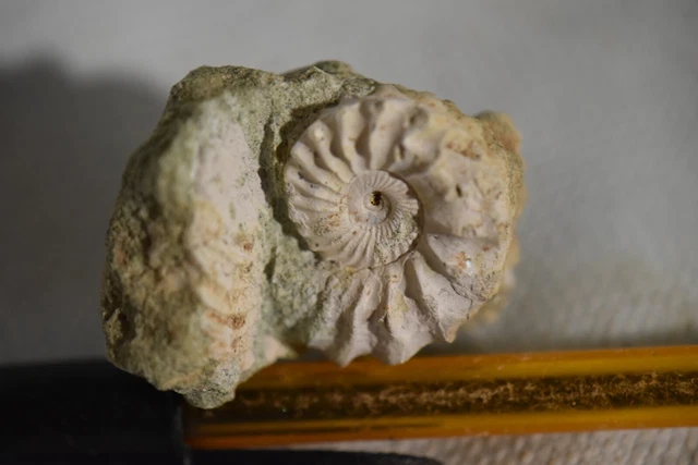 2 AMMONITES Epihoplites compressus albien des sables verts de l'Ain ...