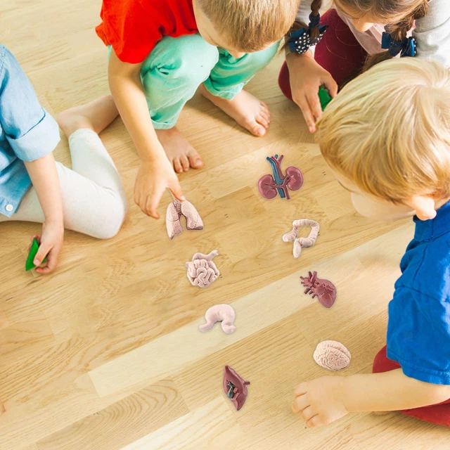 HUMAN BODY PARTS Simulation Body Parts Organs Human Body Organ ...