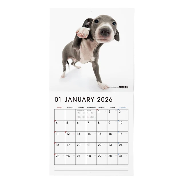 THE DOG CALENDAR 2026 Wall Hanging Large Size Italian Greyhound Japan ...