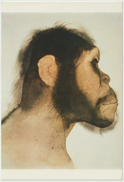 AUSTRALOPITHECUS, BRITISH NATURAL History Museum - Vintage Art Postcard ...
