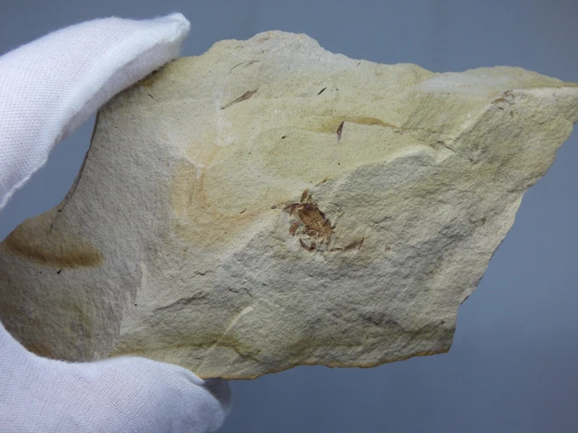 FOSSIL PEA CRAB Pinnixa Galliheri Miocene California Monterey Shale ...