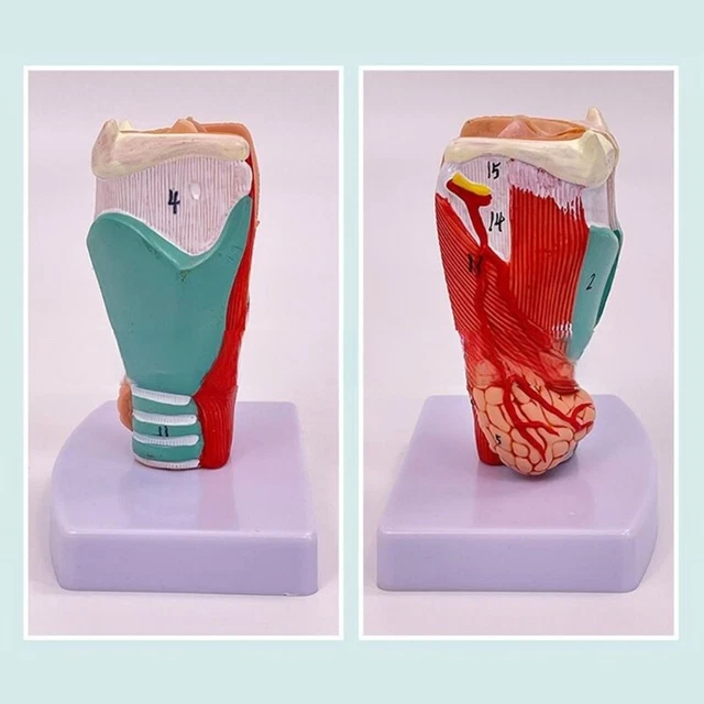 HUMAN LARYNX ANATOMY Model, Life Size Anatomical Larynx Model ...