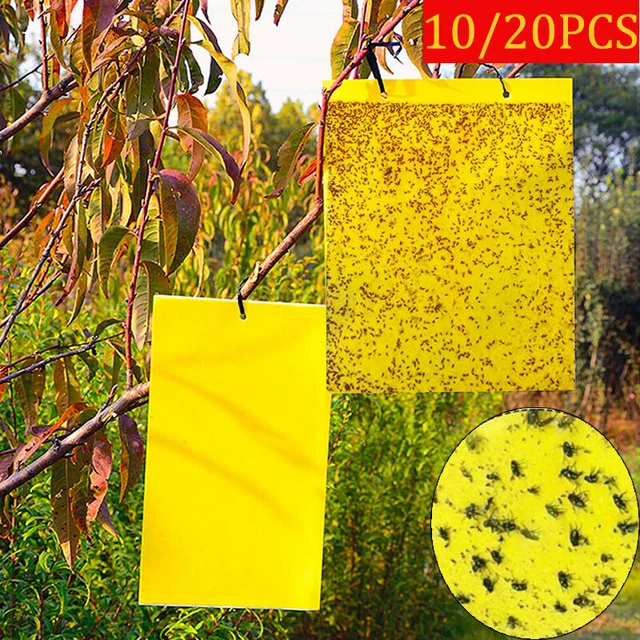 YELLOW STICKY FLY Trap Insect Catcher Traps Paper Killer Glue Fruit ...