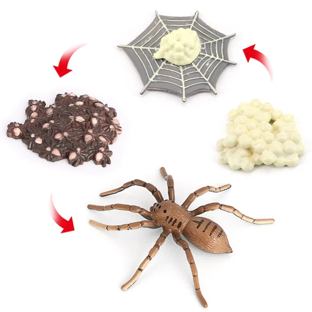 LIFE CYCLE OF a Spider 4 Stage Insects Bug Learning Educational Toys ...