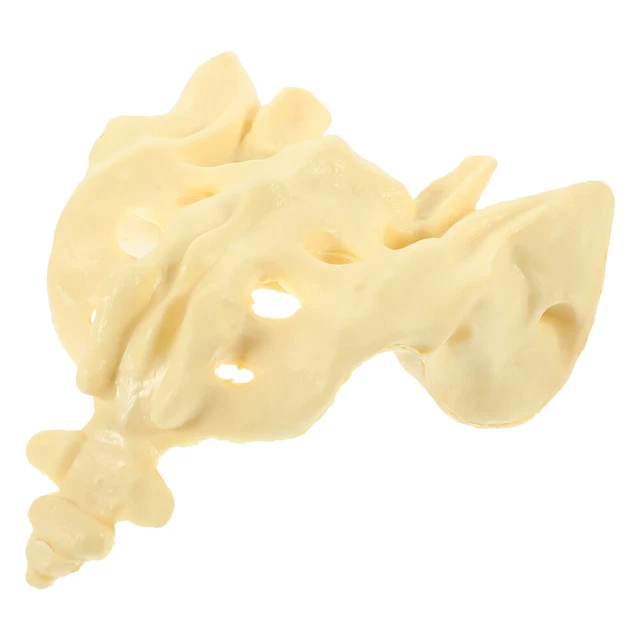 LUMBAR VERTEBRAE SACRUM Model Healthy Medical Models Display £19.45 ...