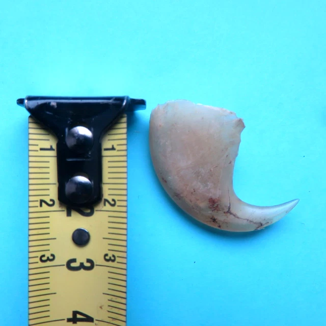 ANCIENNE GRIFFE DE Felin (Tigre,Lion,Ou Autre?) Pour Pendentif. EUR 43 ...