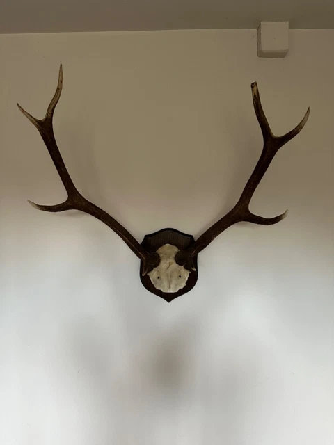 VINTAGE TAXIDERMY 8 Point Stag Antlers Horns Skull Mounted On Wooden ...