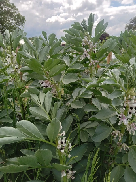 EDIBLE FIELD BEAN Hardy Early Broad Bean Seeds Culinary Vegetable Pea £ ...