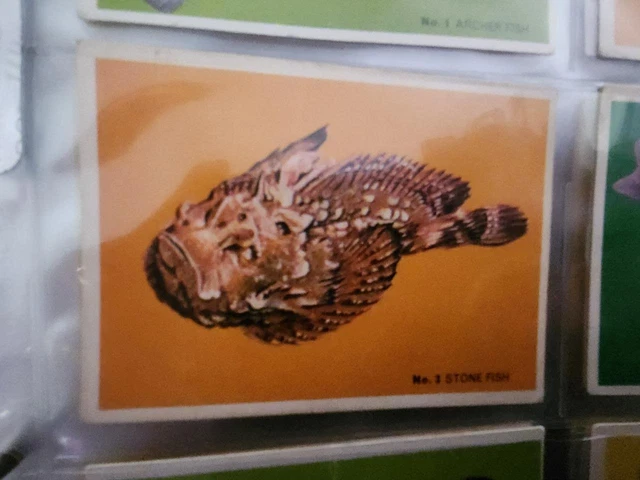 WEETBIX CARD SERIES Deep Sea Wonders Year 1965 No 3 Stone Fish EUR 3,23 ...