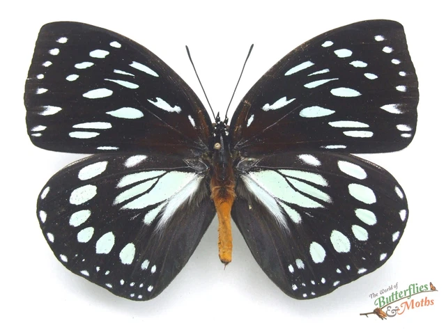 FOREST QUEEN BUTTERFLY Euxanthe eurinome SET x1 A- #j01 Entomology $22. ...
