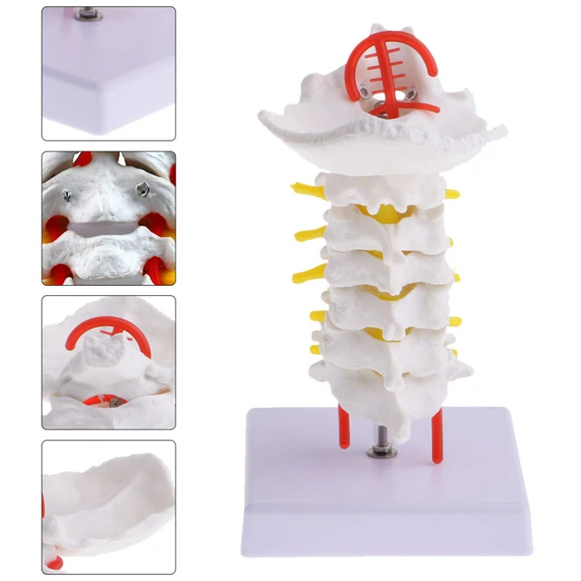 POSTERIOR MODEL TEACHING Prop Spinal Cord Cervical Spine 3d Anatomy ...