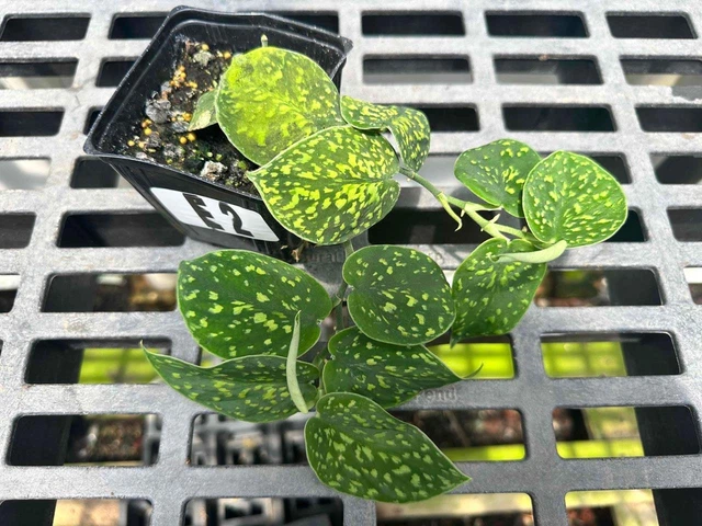 SCINDAPSUS SNAKE SCALE Aroid Rare 4" (E2) $78.00 - PicClick