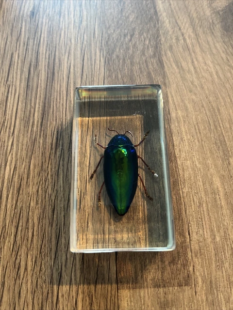 REAL LIFE BUGS & Insects Taxidermy Set In Resin £10.00 - PicClick UK