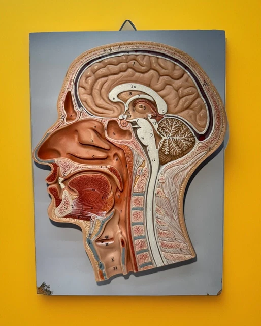 VINTAGE SOMSO LIFE Size Anatomy 1/2 Head Model Wall Hang Hand Finished ...