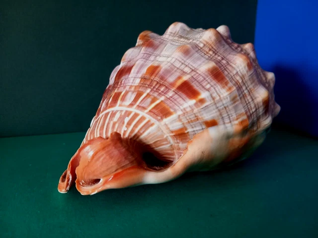 CORAL SEA INDO Pacific Queen Horned Helmet Shell Conch Strong Solid ...