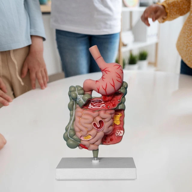HUMAN DIGESTIVE SYSTEM Model PVC Rectum Duodenum Model Display Science ...