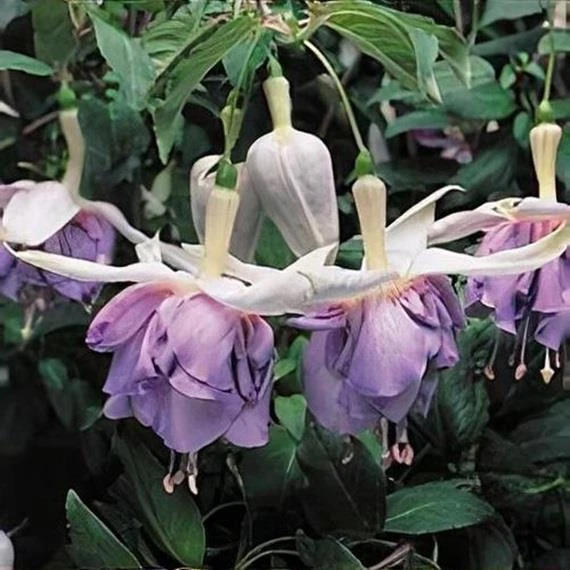 FUCHSIA GIANT TRAILING 'Quasar' Garden Plug Plants Pack x6 £5.95 ...