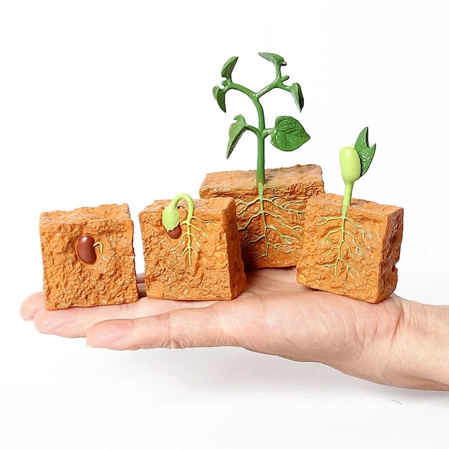 LIFE CYCLE PLANT Growth Cycle Model Life Cycle Figurine Green Bean ...