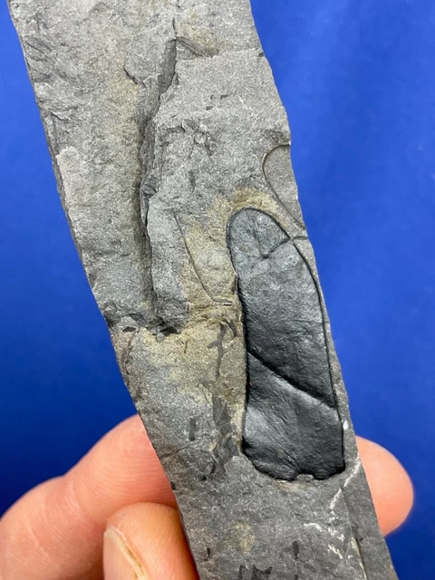 CARBONIFEROUS BIG LINOPTERIS Fossil, Fossilien, Karbon plant Germany ...
