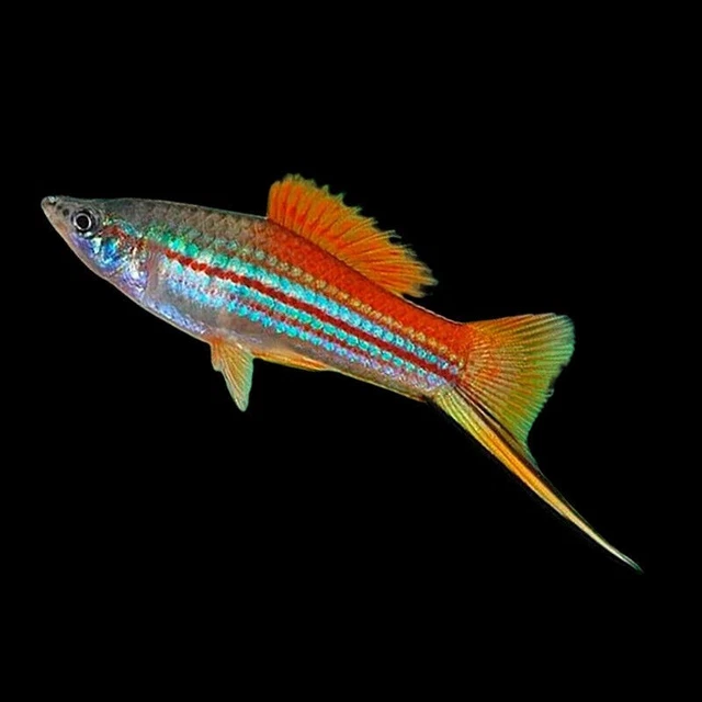 PAIR OF XIPHOPHORUS Hellerii «Yucatán» | Wild Swordtail | Mexico ...
