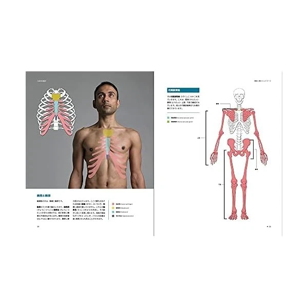 HOW TO DRAW Human Anatomy Visual Reference for Artists Art Book ...