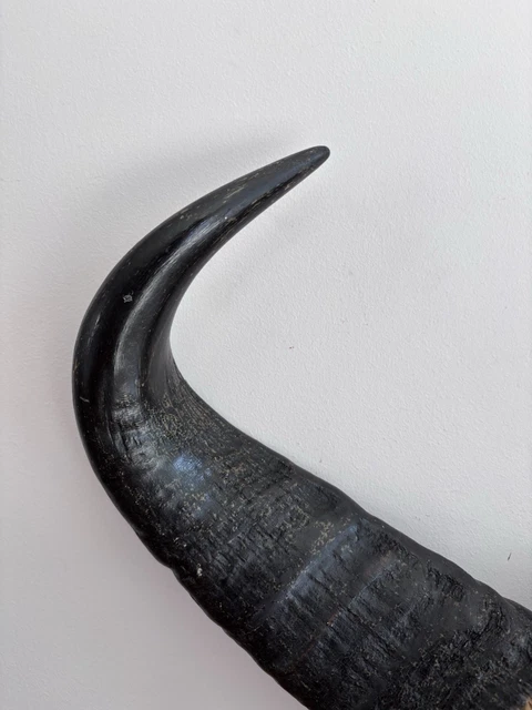 CORNES DE BUFFLE Véritable - Début de Crâne - Largeur 57,5 cm EUR 200 ...