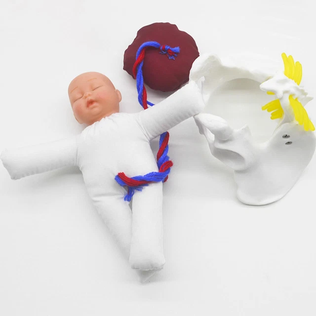 HUMAN FEMALE PELVIS Model Baby with Placenta Model for Students ...