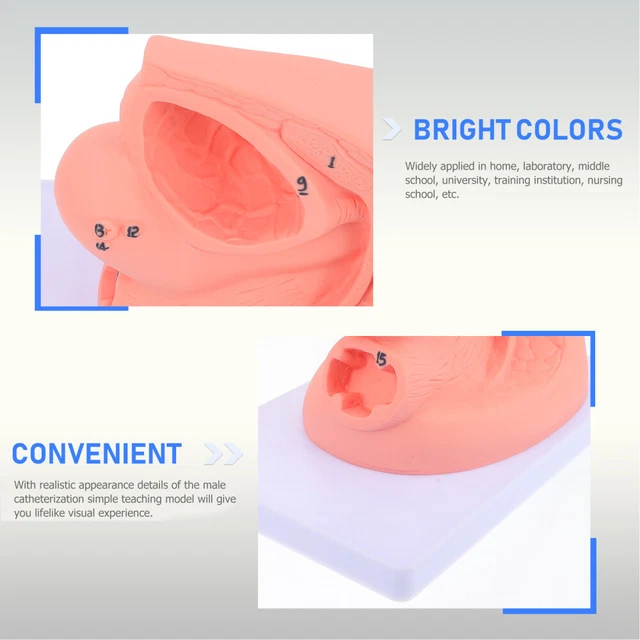 FEMALE CATHETERIZATION SIMPLE Model Teaching Female Catheterization ...