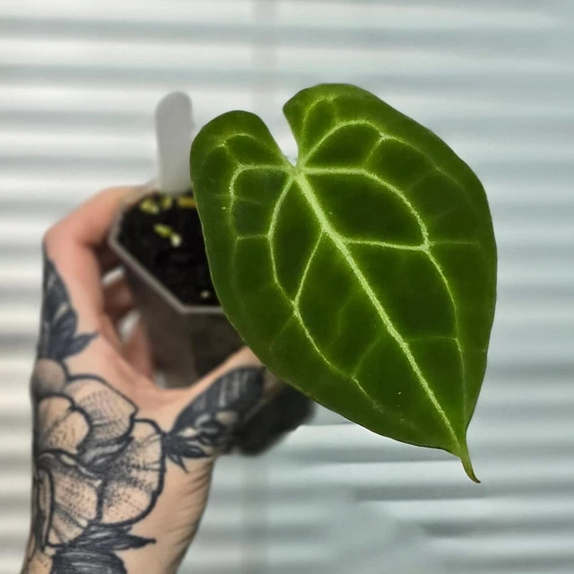 ANTHURIUM PAPILLILAMINUM X Hungry Uncle $35.00 - PicClick AU