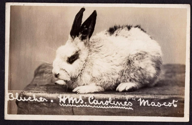 RP POSTCARD ROYAL NAVY CRUISER HMS CAROLINE BLUCHER SHIPS RABBIT MASCOT ...