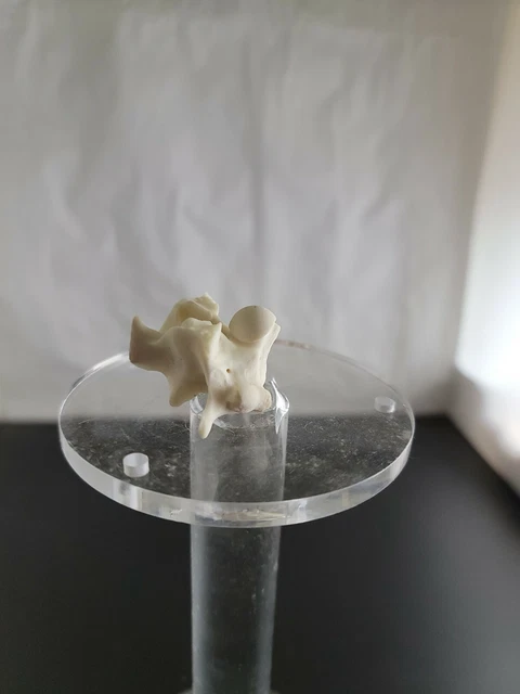 GENUINE BURMESE PYTHON XXL vertebrae snake skeleton taxidermy bone art ...