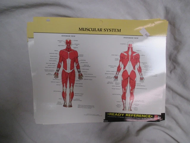 INSTRUCTIONAL FAIR READY Reference Cards: Skeletal Muscular, And More ...