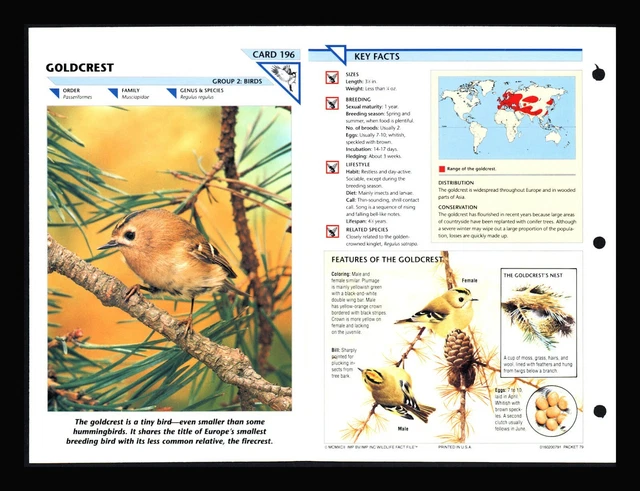 GOLDCREST WILD LIFE Fact File Bird Animal Card Home School Study 2.196 ...