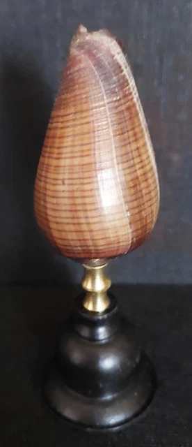 CABINET DE CURIOSITÉS coquillage conus figulinus sur socle EUR 35,00 ...