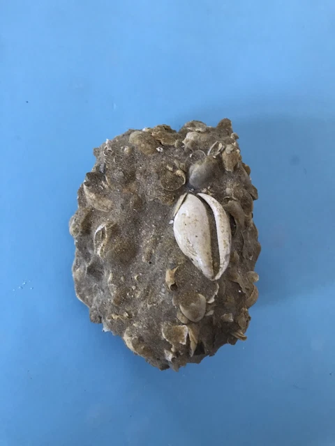 CYPRAEA PRISCA BASSIN Parisien Thanetien Fossile Eocene EUR 100,00 ...