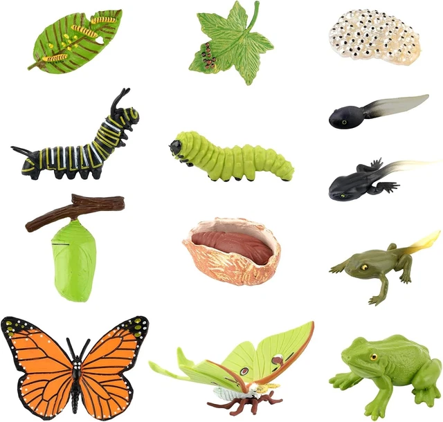 INSECT LIFE CYCLE Toys, 13Pcs Plastic Insects and Bugs for Kids, Frogs ...