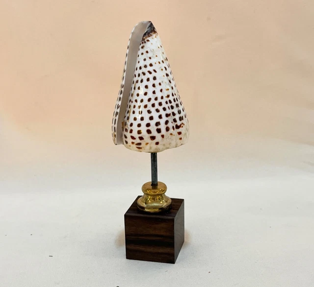 ANCIEN COQUILLAGE CONUS Litteratus sur socle bois cabinet de curiosités ...