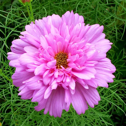 15 GRAINES DE COSMOS DOUBLE ROSE (Cosmos Bipinnatus BONBON) X432 SEEDS ...