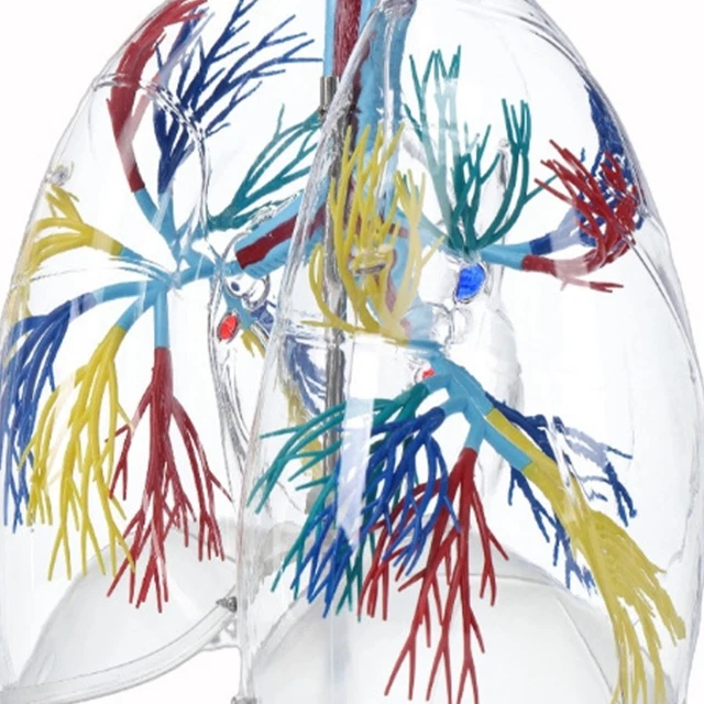CLEAR PVC HUMAN Lung Anatomy Model Life Size Anatomical Respiratory ...