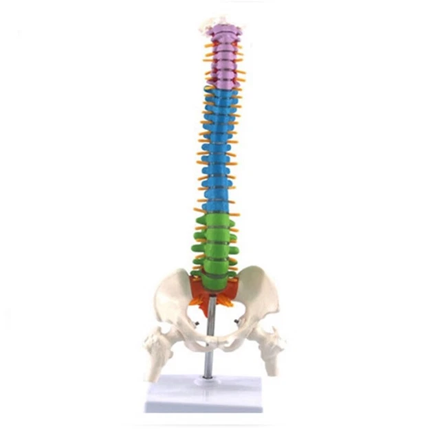45CM WITH PELVIC Human Anatomical Anatomy Spine Spinal Column Model ...