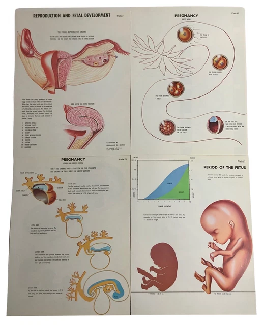 VTG 70S REPRODUCTION & Fetal Development Medical Anatomy Book ...
