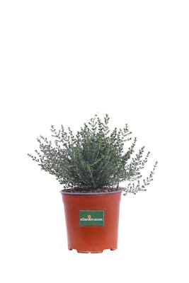 PIANTA DI TIMO Arbustivo Thymus Capitatus pianta vera ornamentale da ...