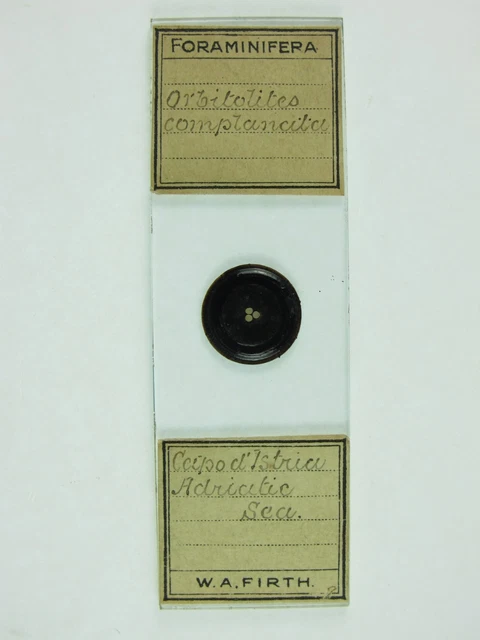 ANTIQUE MICROSCOPE SLIDE by W.A.Firth. Foraminifera. Orbitolites ...