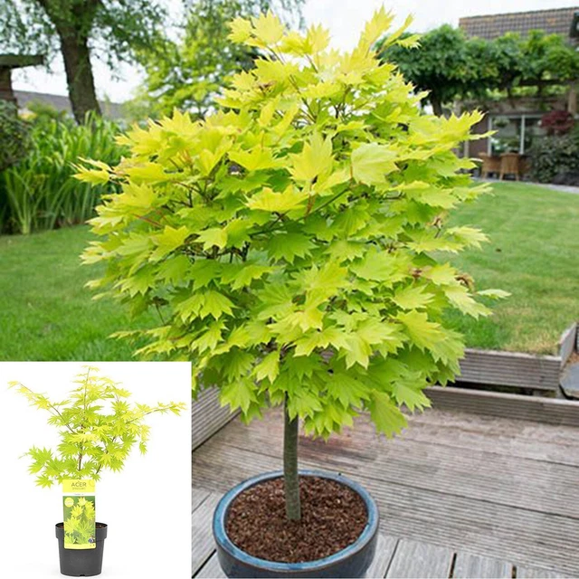 ACER TREE JAPANESE Maple Plant Shirasawanum Jordan Bush 40-50cm Tall £ ...