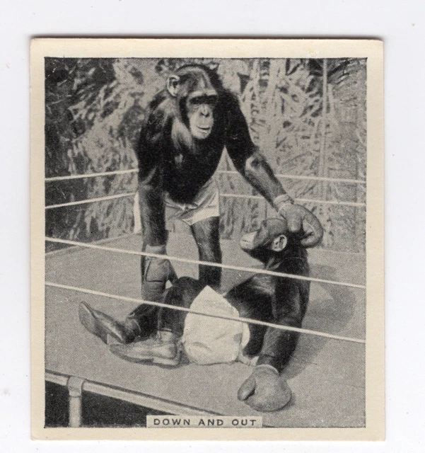 GODFREY PHILLIPS UNUSUAL Animal Card 1935 #46 BOXING. Chimpanzee style ...